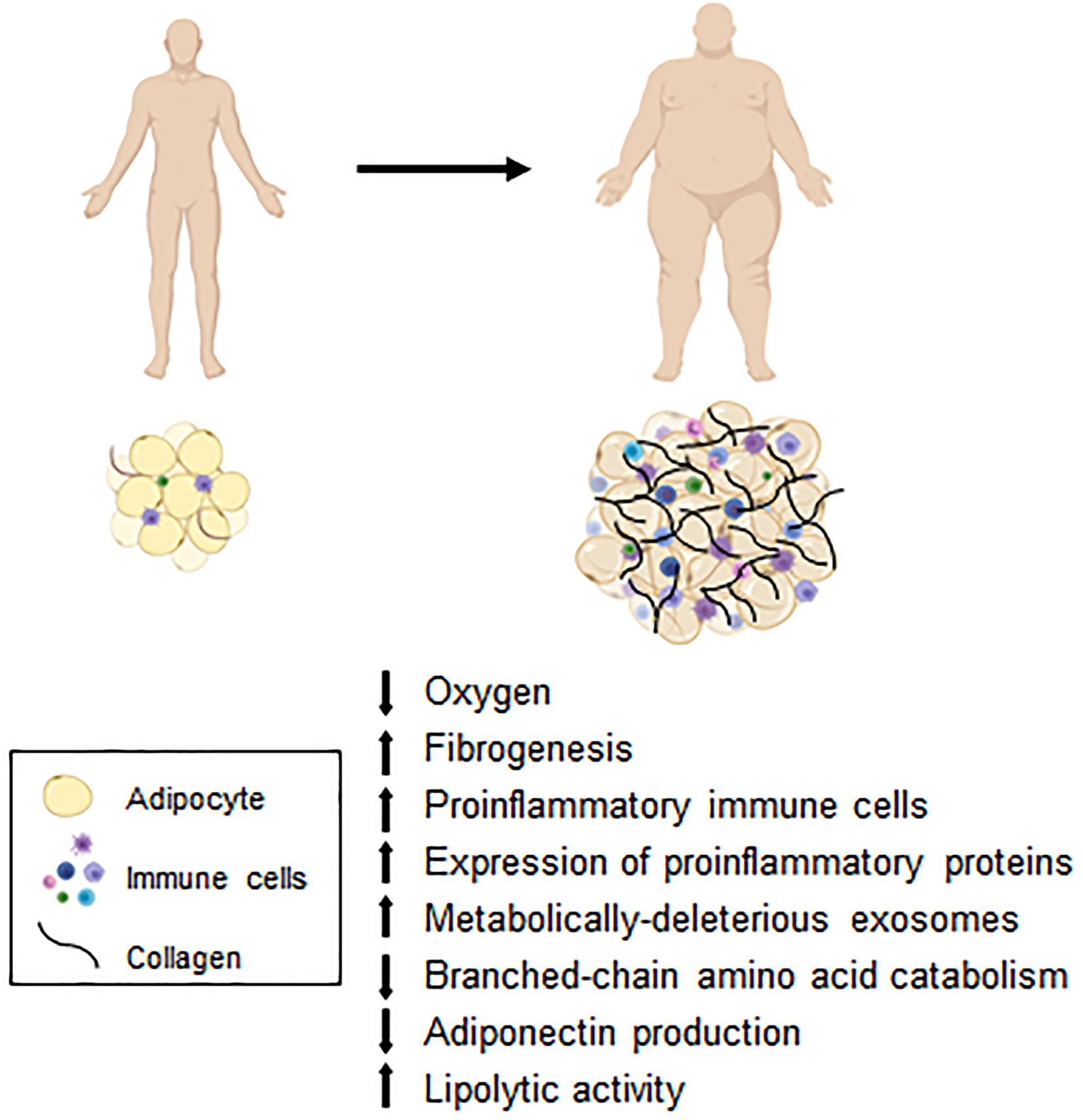 Central Obesity Causes & How to Fight Them